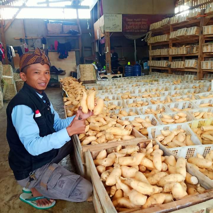 Sejarah Ubi Cilembu Sumedang, Konon Manis Hanya Ditanam di Desa Cilembu