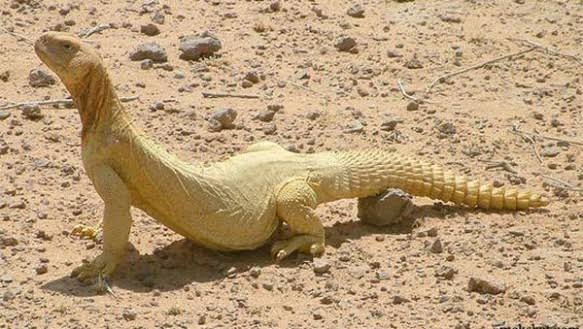 Kenalkan Dhabb, Kadal Gurun Yang Halal Dimakan