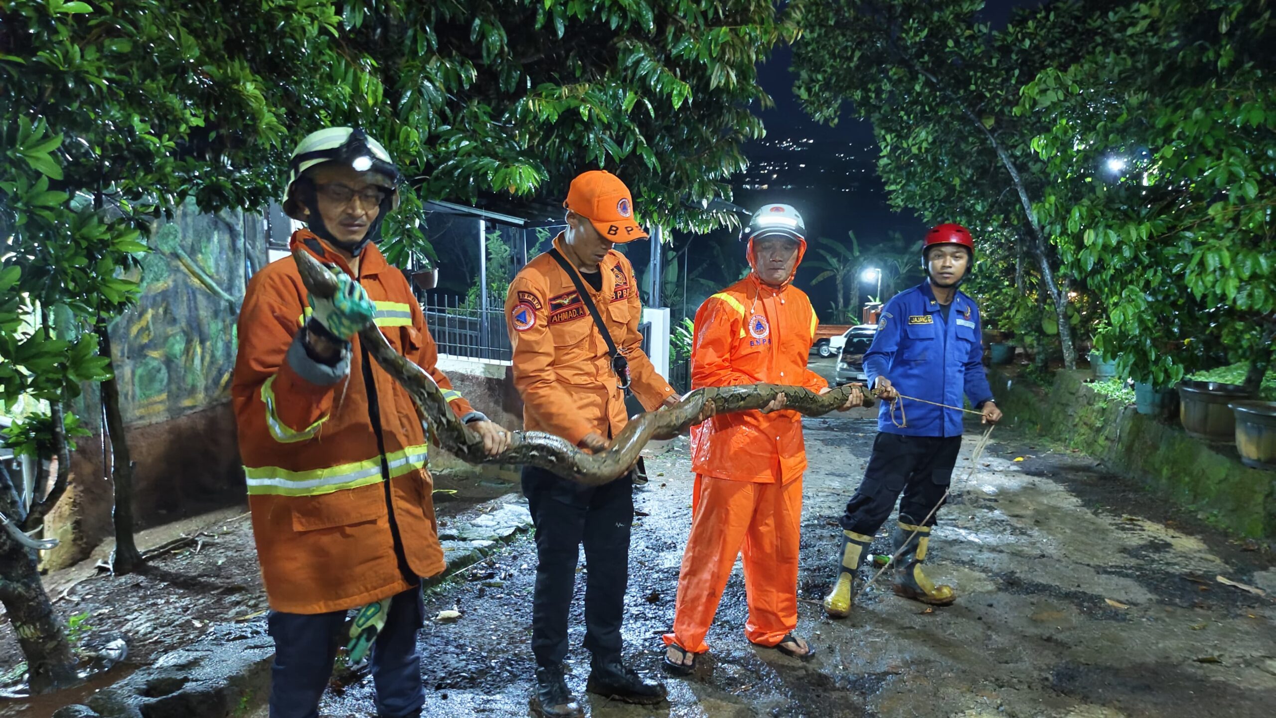 Damkar Sumedang Evakuasi Ular Sanca Sepanjang 4 Meter dari Saluran Air ...